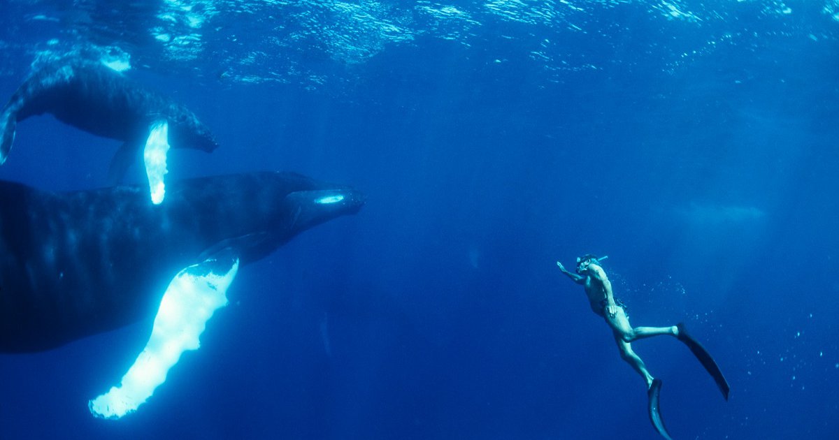 «Dolphin Man»: Αποκλειστικές φωτογραφίες από τον υποβρύχιο κόσμο του ...